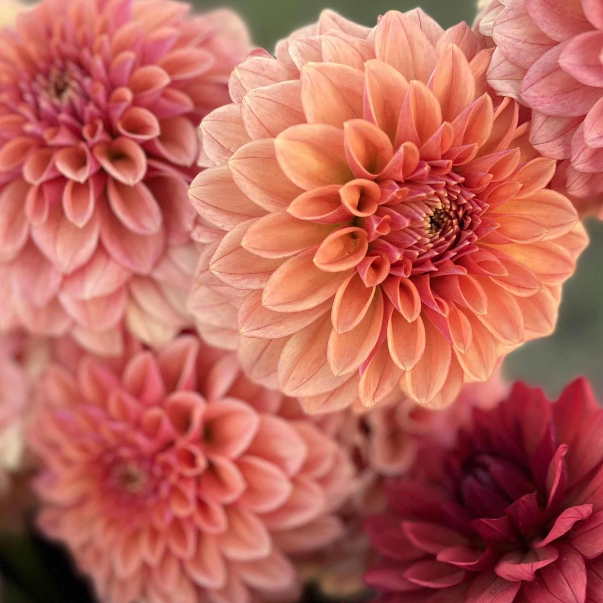 Lee's Pumpkinhead Dahlia Tuber — The Pollinator Patch