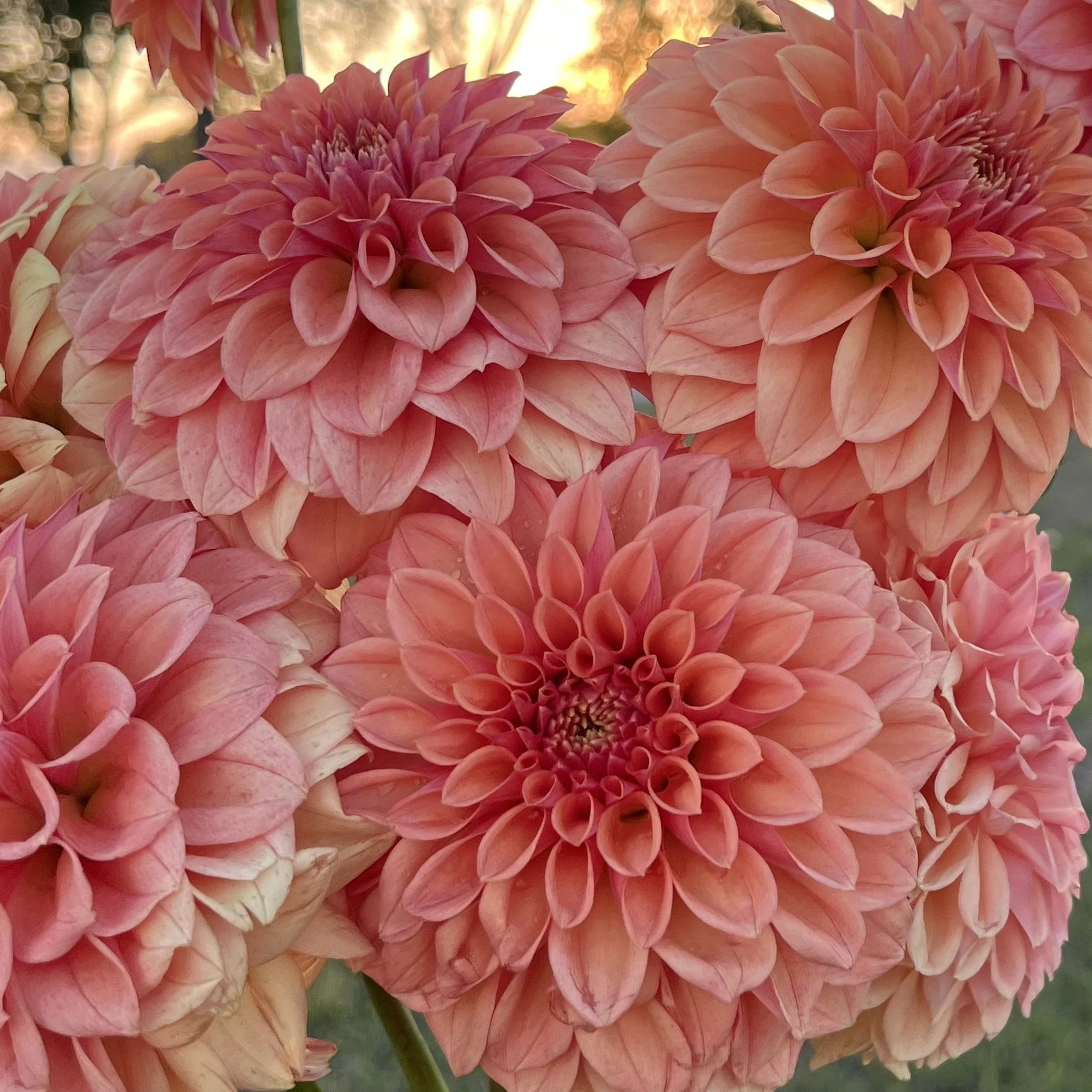 Lee's Pumpkinhead Dahlia Tuber — The Pollinator Patch