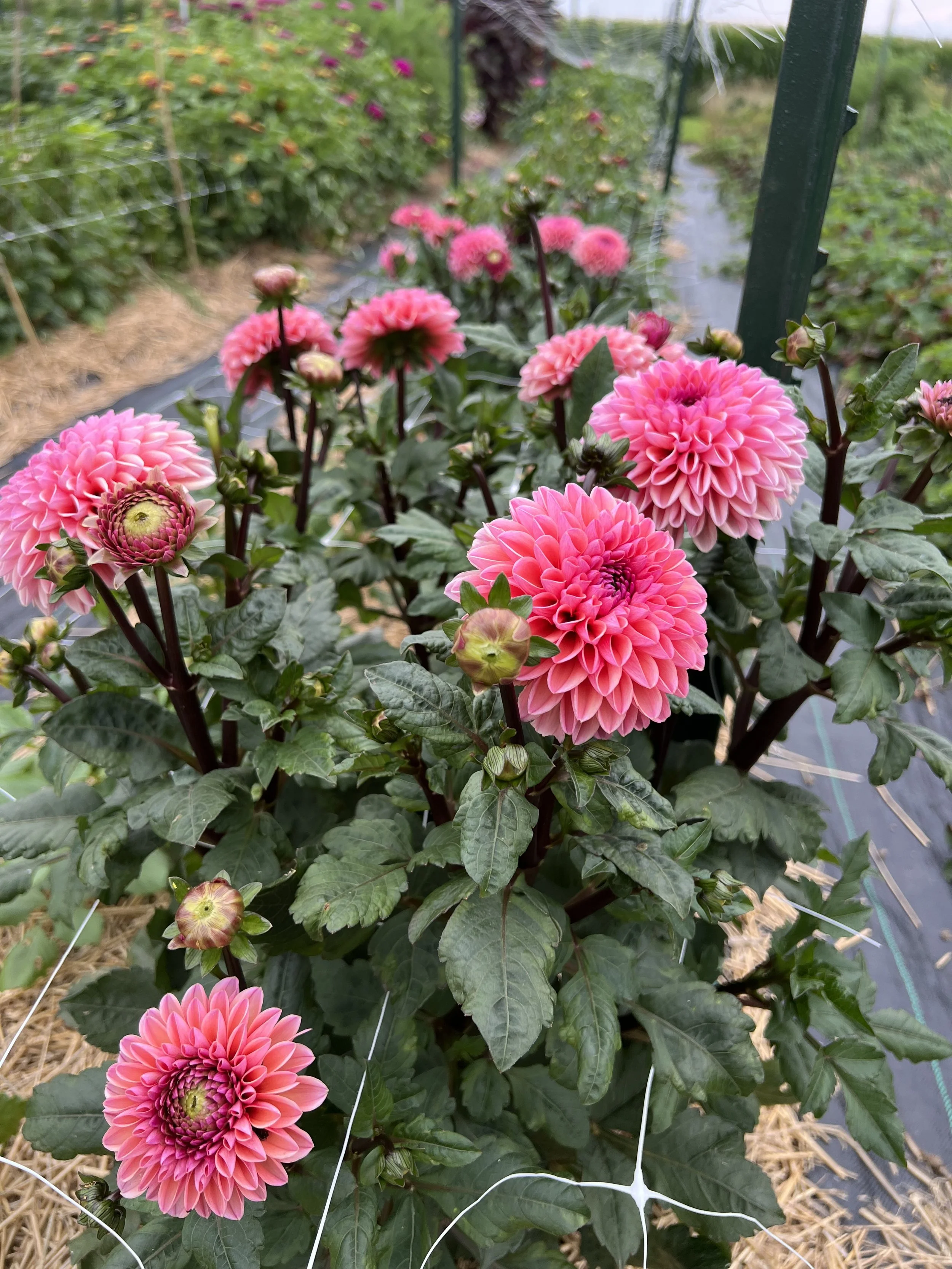 Viruses in Dahlias — The Pollinator Patch