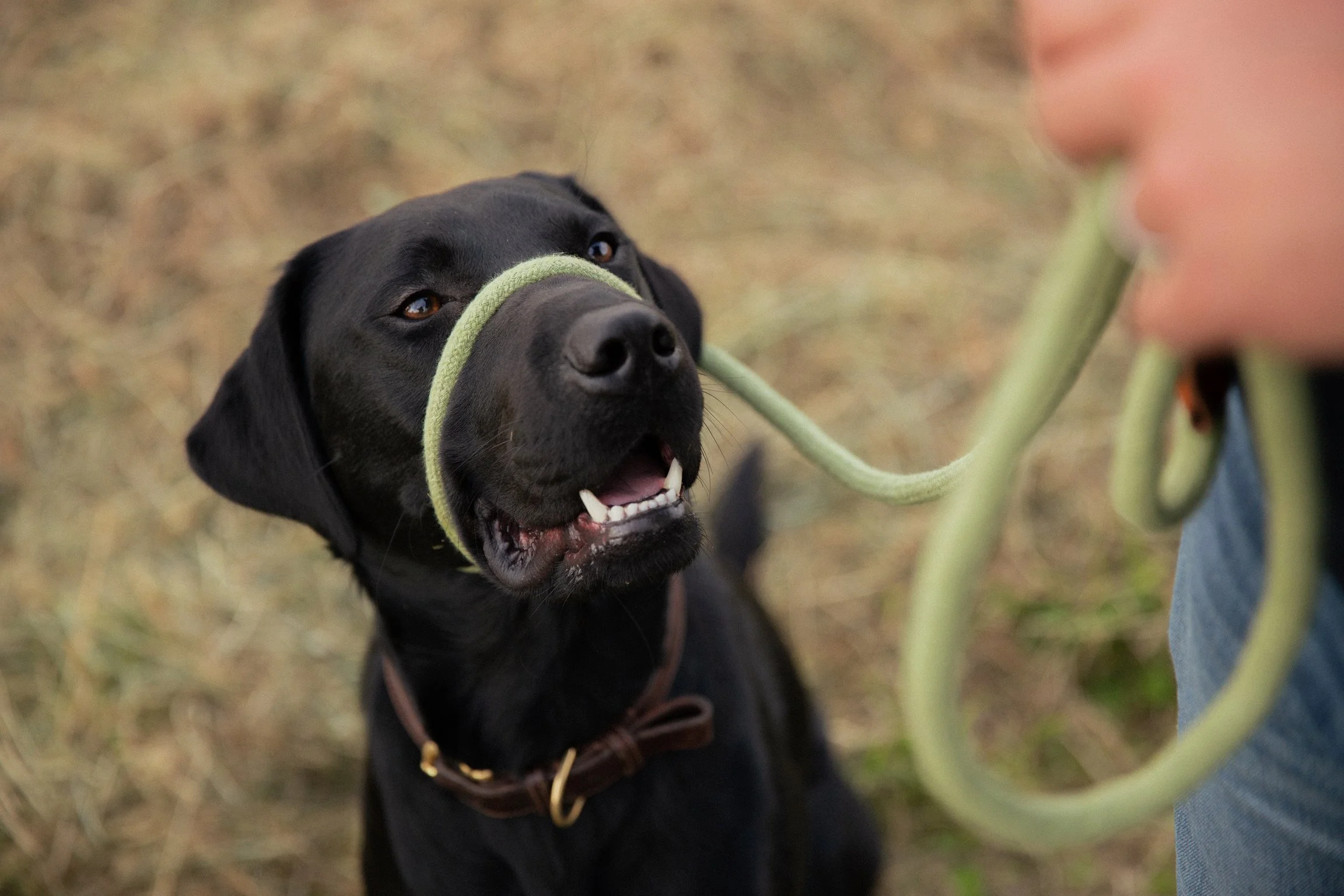 Why Figure 8? — Willow and Porter