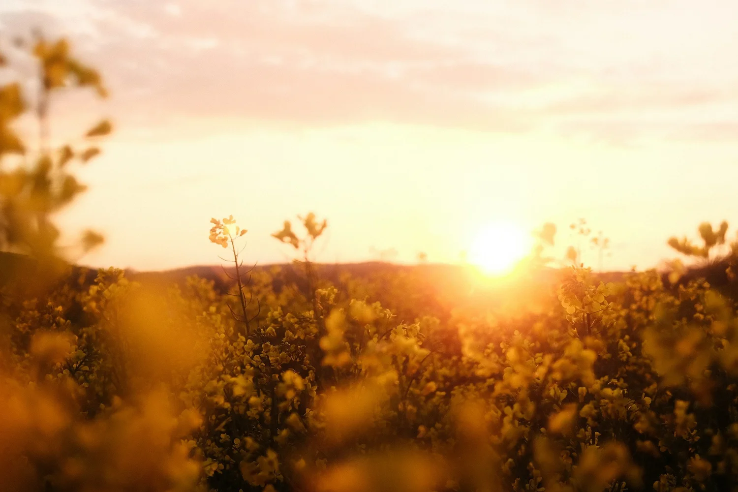 Summer Solstice Camping Guide — Basecamp Brooklyn