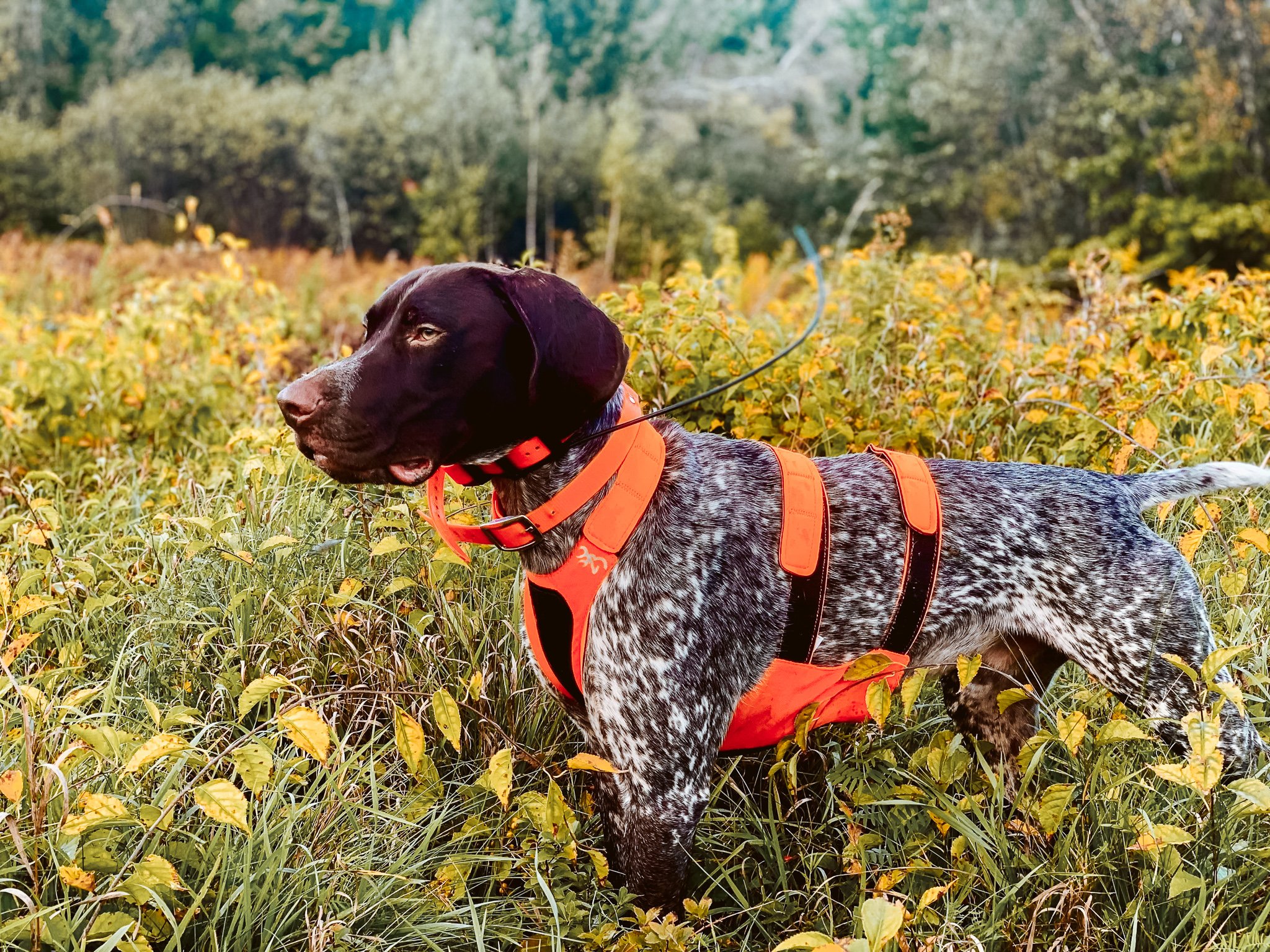 About — Portland Guide Service