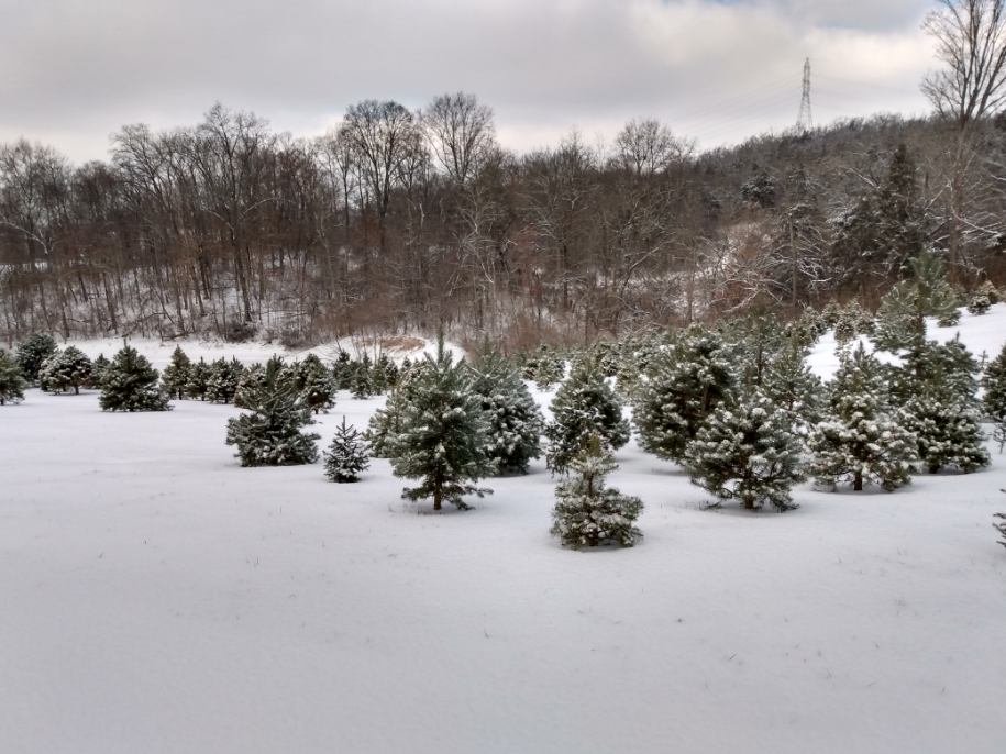 Get in Touch — Gubser Tree Farm