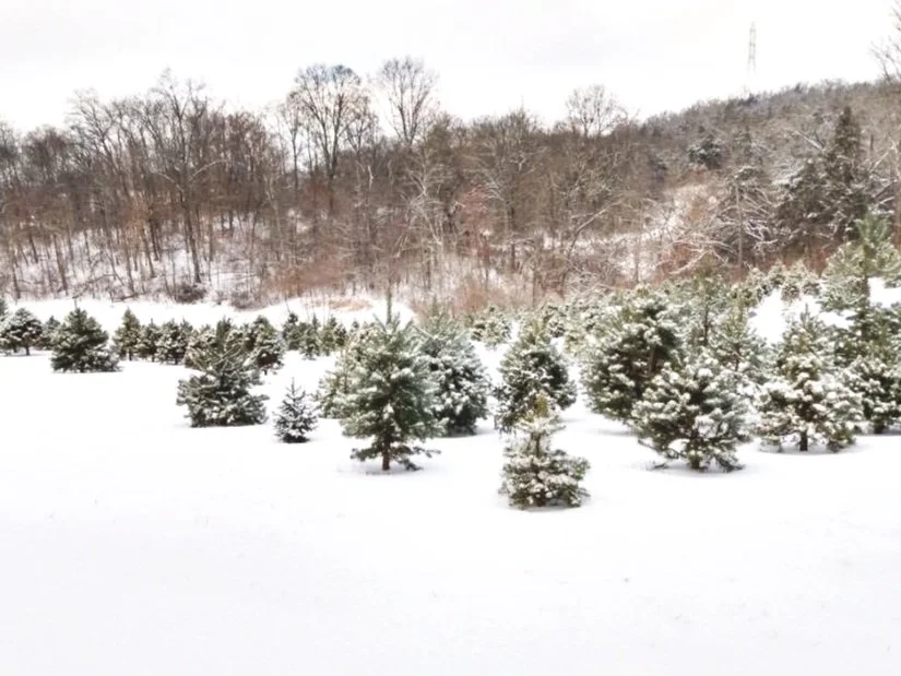 Our Story — Gubser Tree Farm