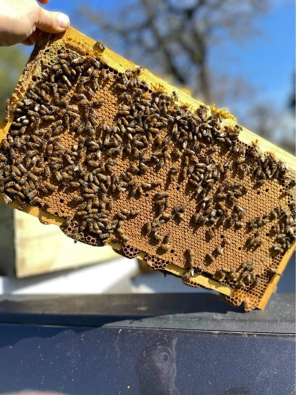 Queen Breeding Program — POPE CANYON QUEENS LLC