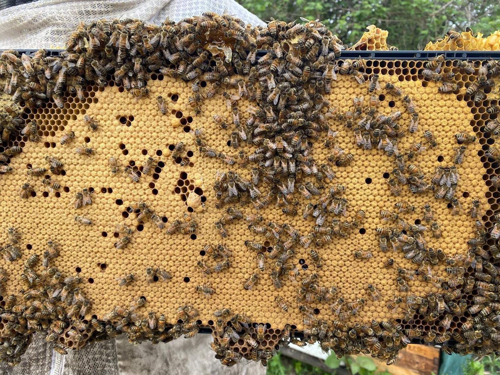 Queen Breeding Program — POPE CANYON QUEENS LLC