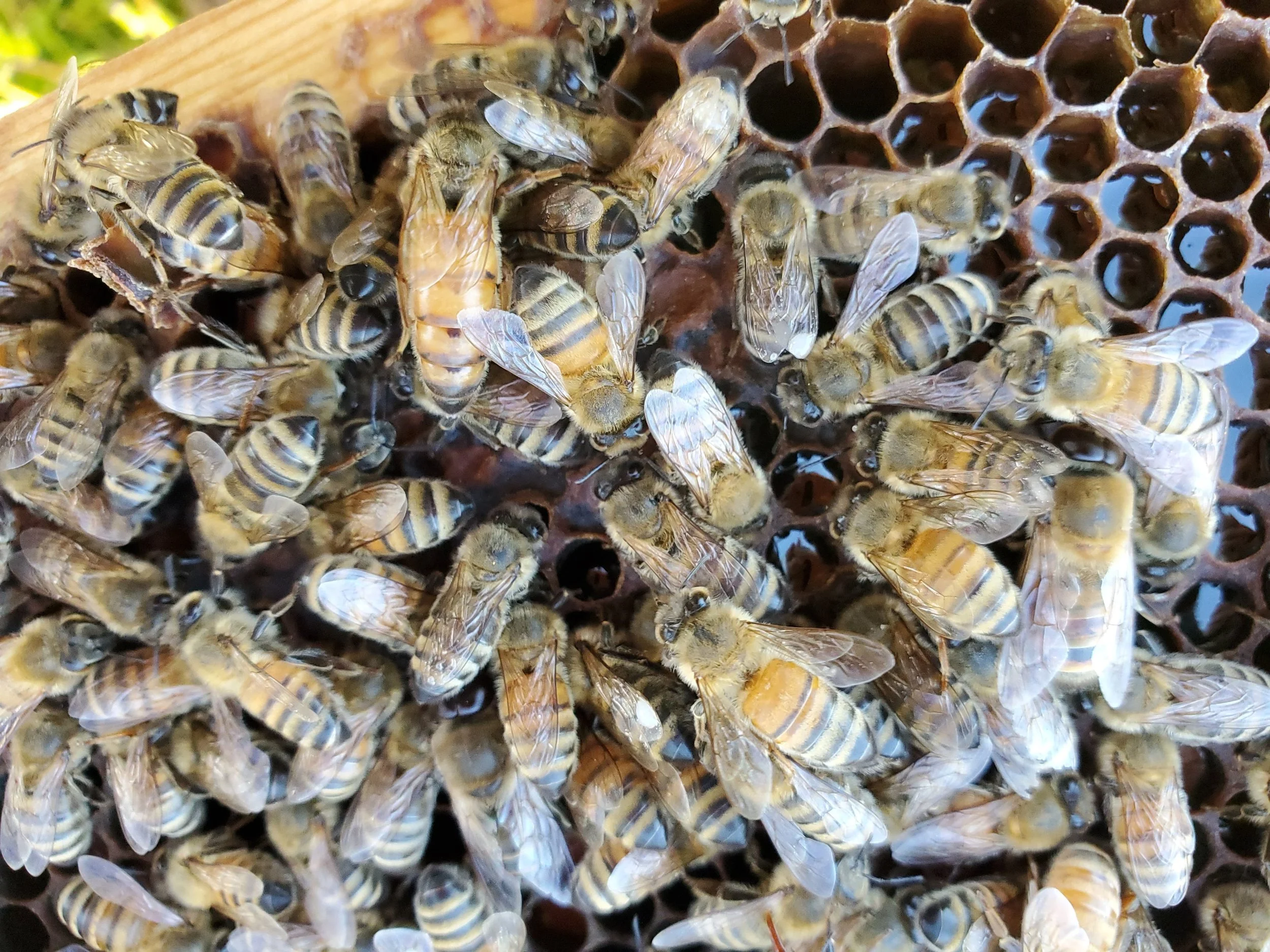 Queen Breeding Program — POPE CANYON QUEENS LLC