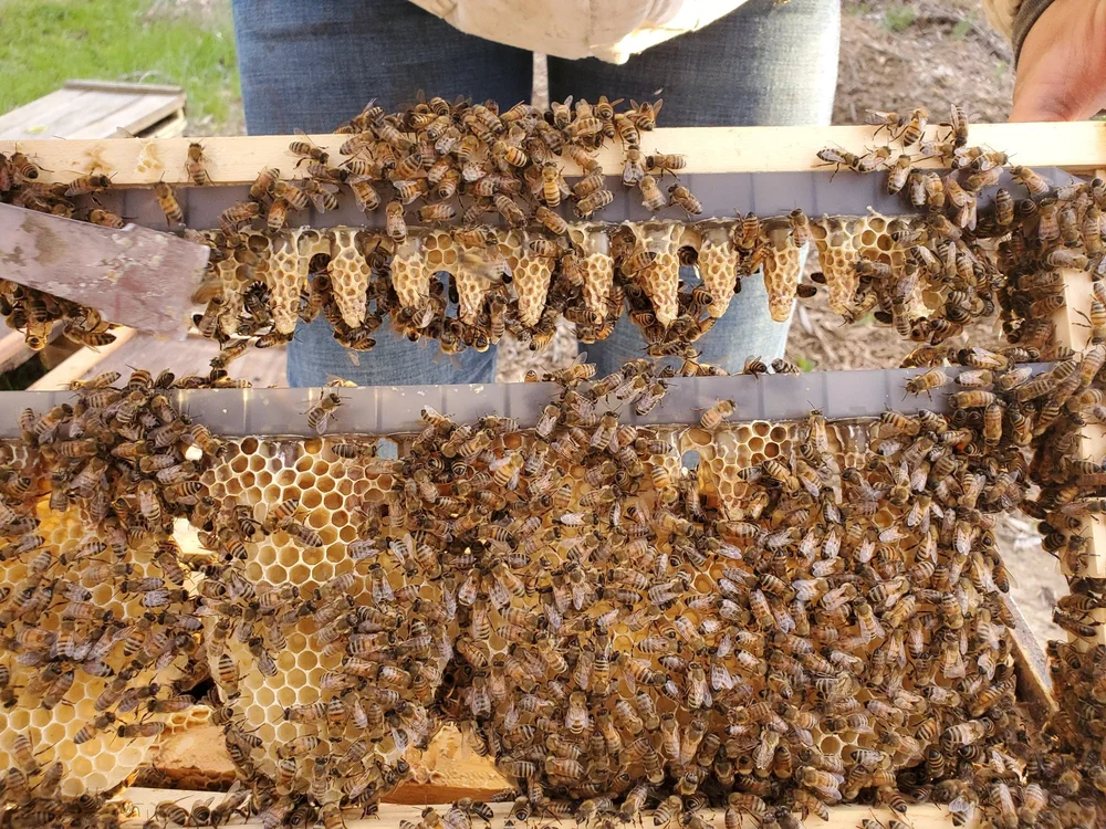 Queen Breeding Program — POPE CANYON QUEENS LLC