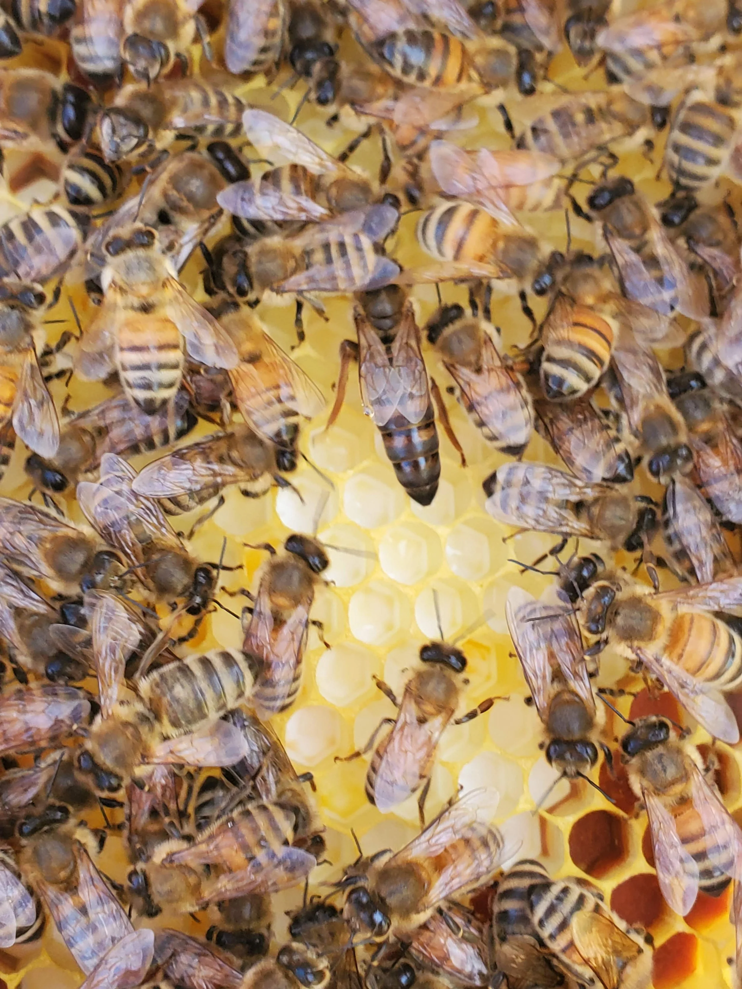 Queen Breeding Program — POPE CANYON QUEENS LLC