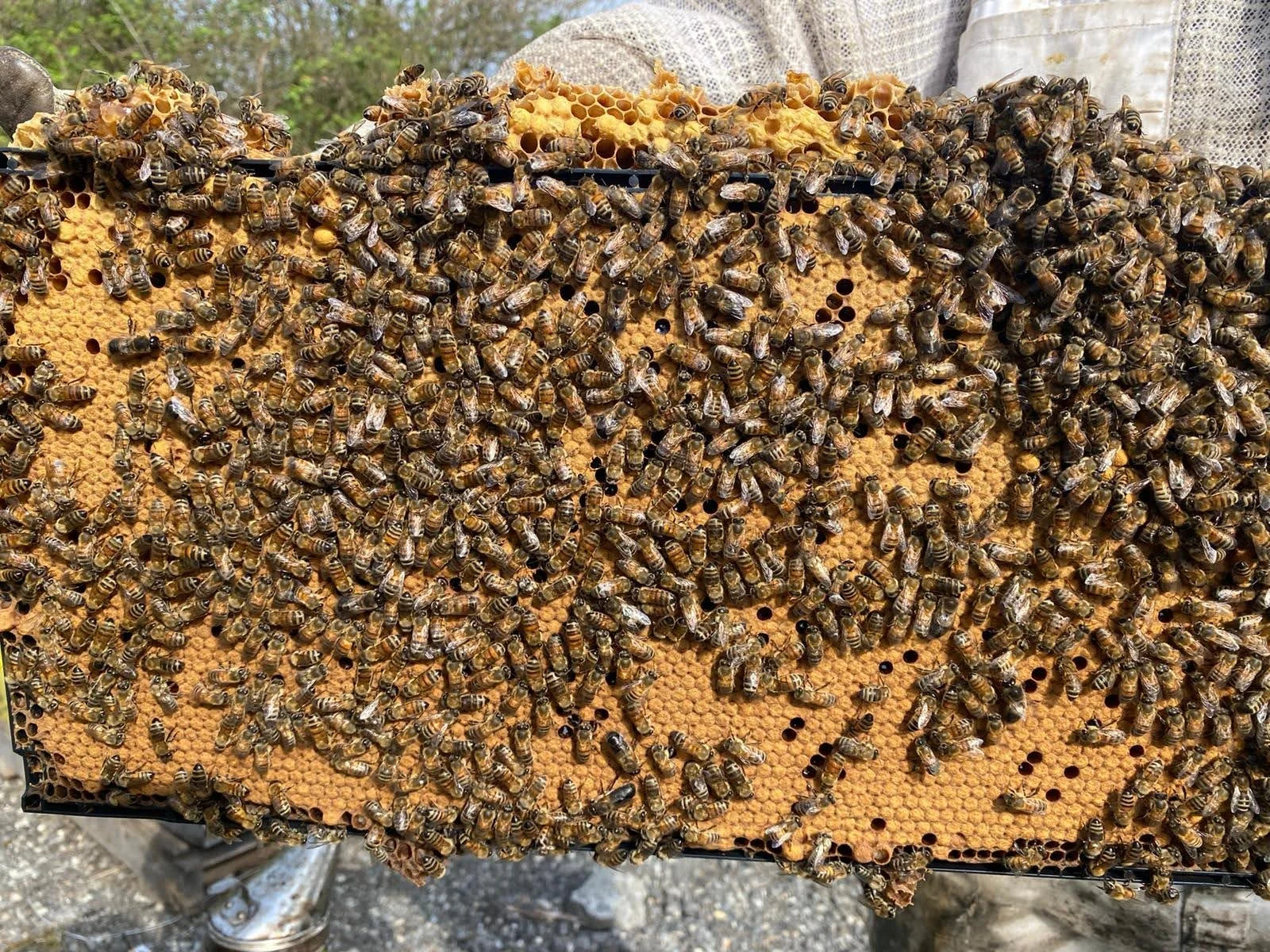 Queen Breeding Program — POPE CANYON QUEENS LLC