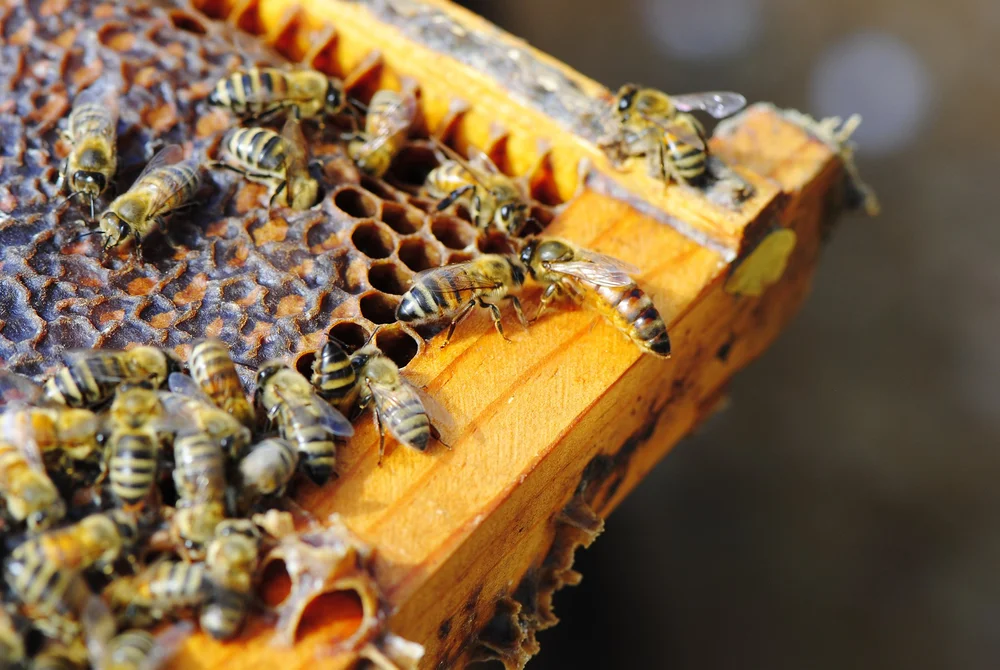 Queen Breeding Program — POPE CANYON QUEENS LLC