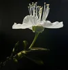 rebranding fine artist, trish mitchell | The Brand Stylist