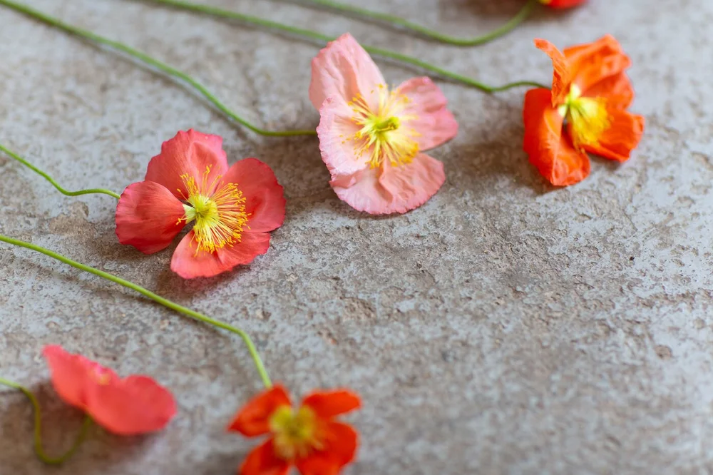 a story of seasonality at a British flower farm | The Brand Stylist
