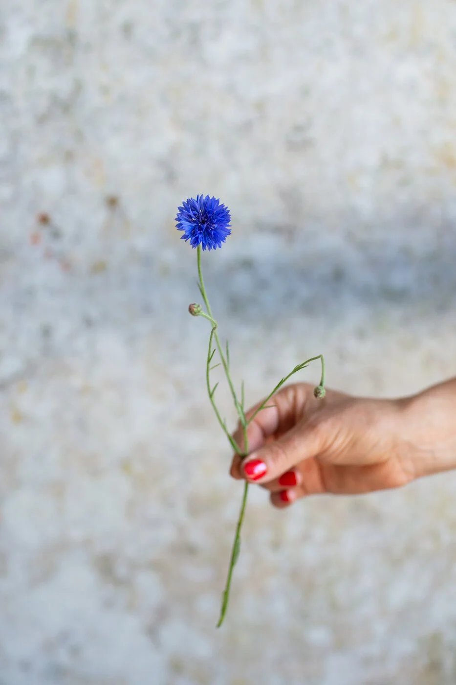 a story of seasonality at a British flower farm | The Brand Stylist
