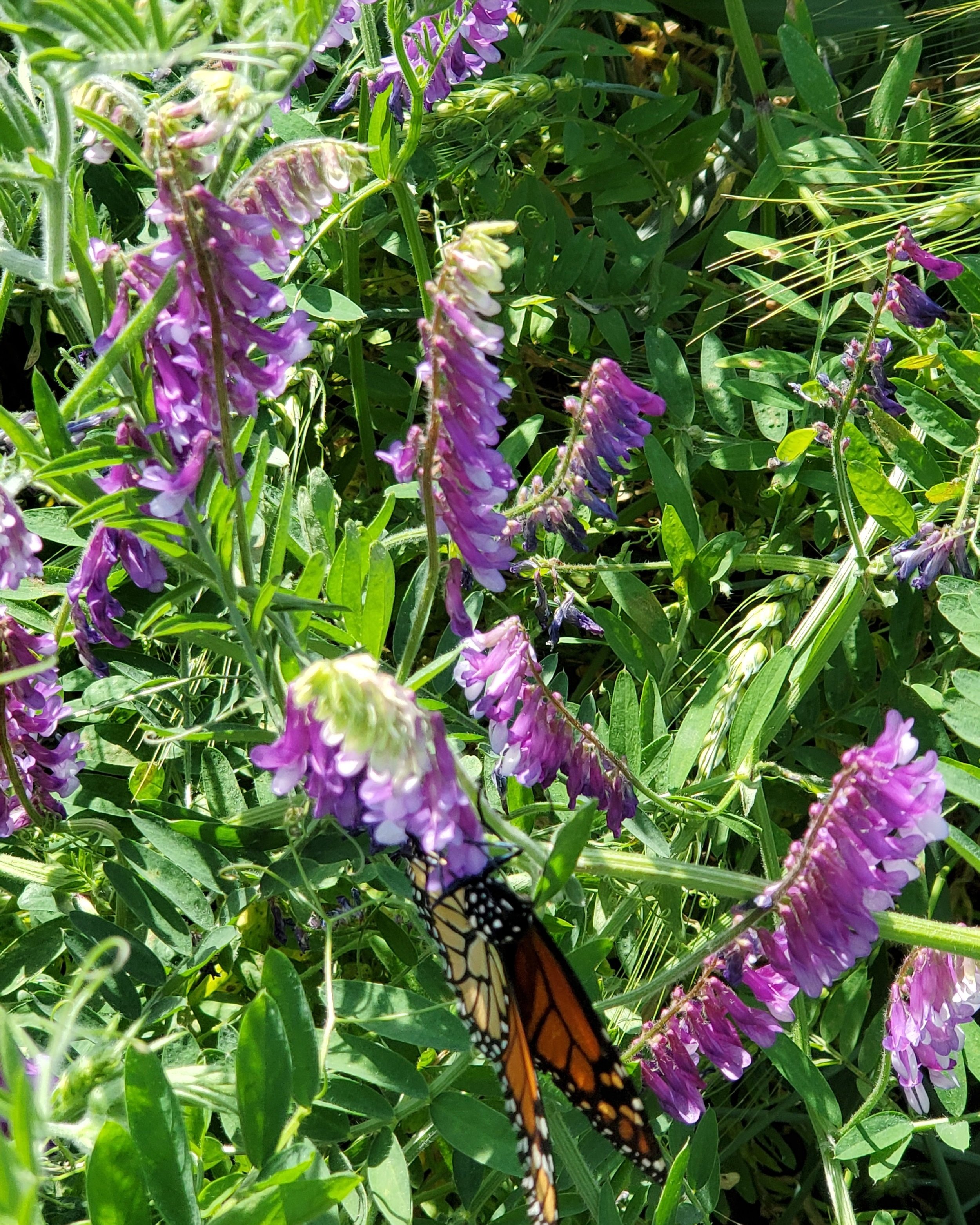 Midwest Grass and Forage