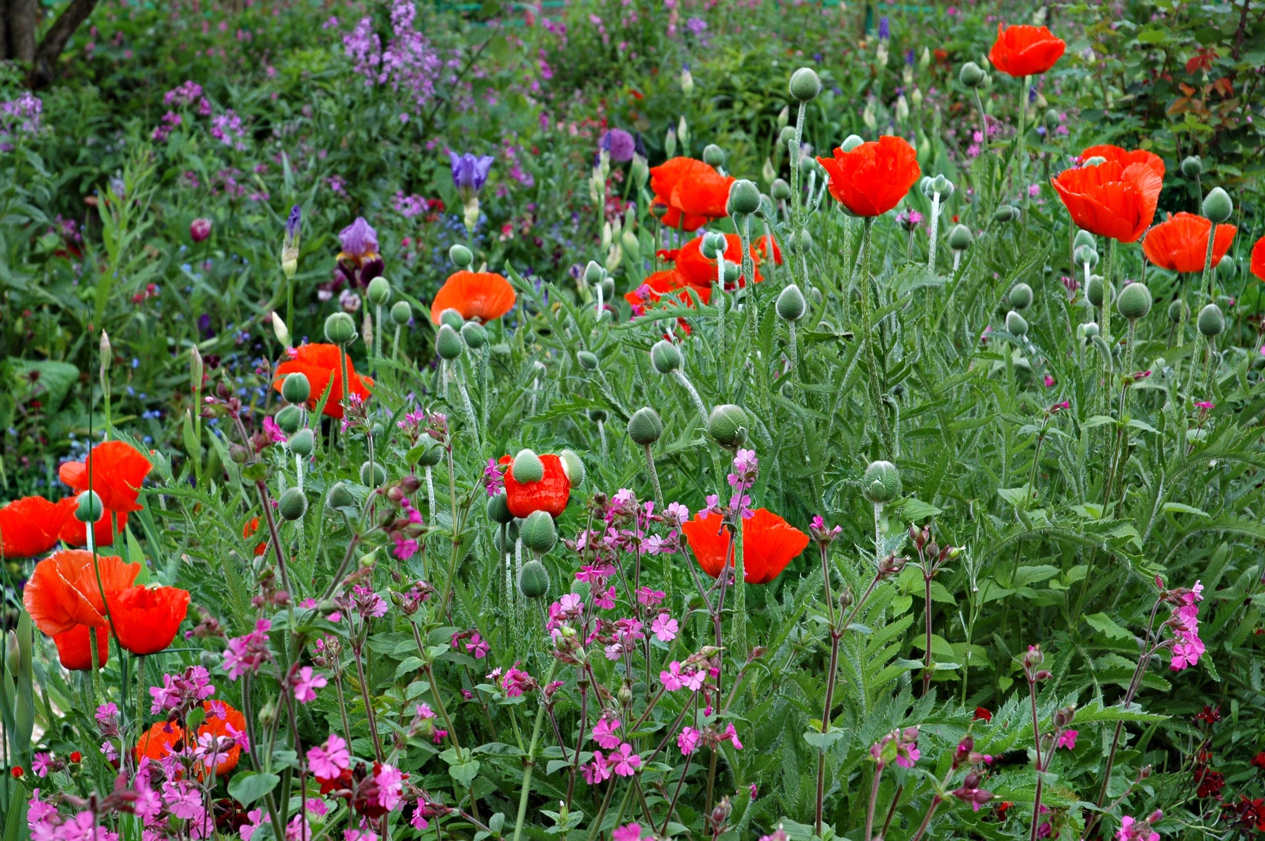 Cello Bennett, Author