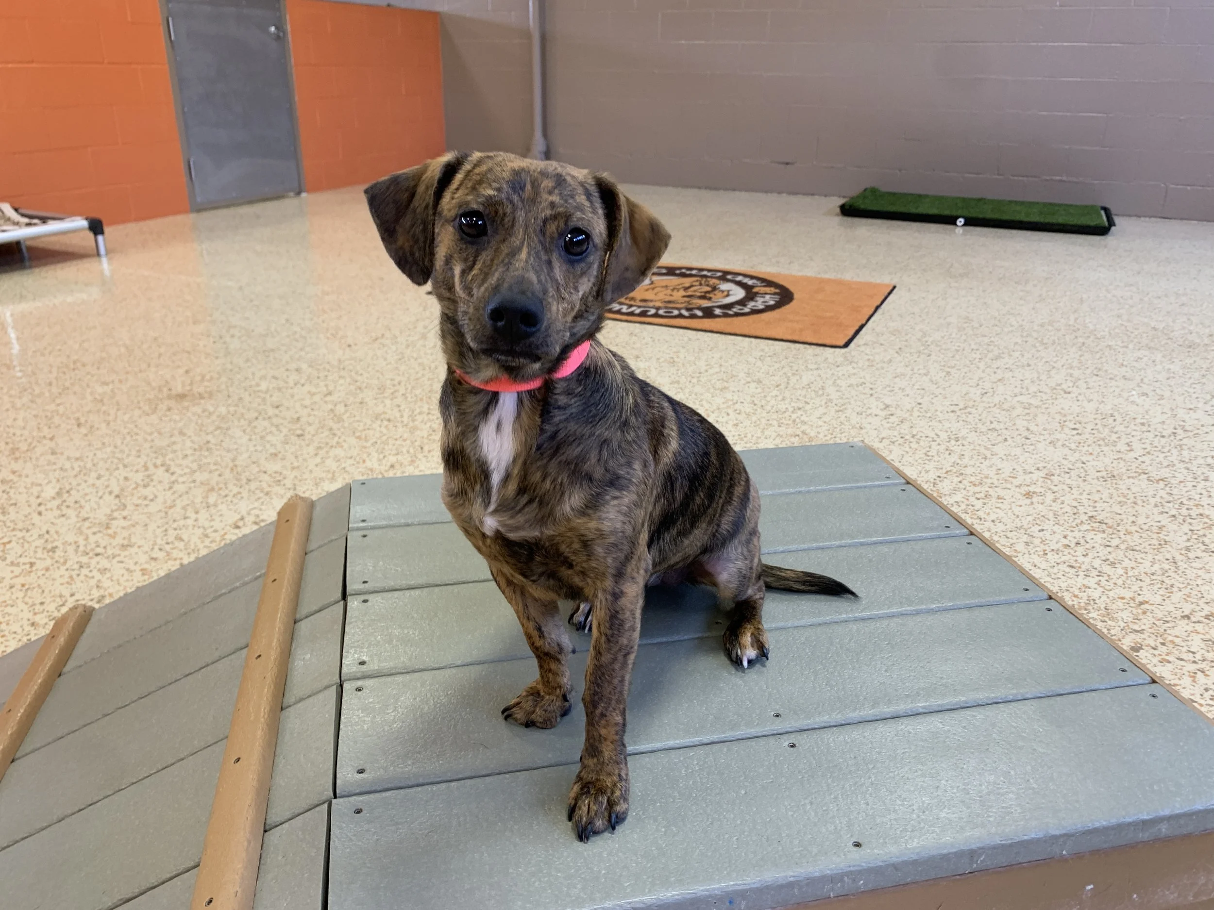 FAQ's — Happy Hounds Hotel