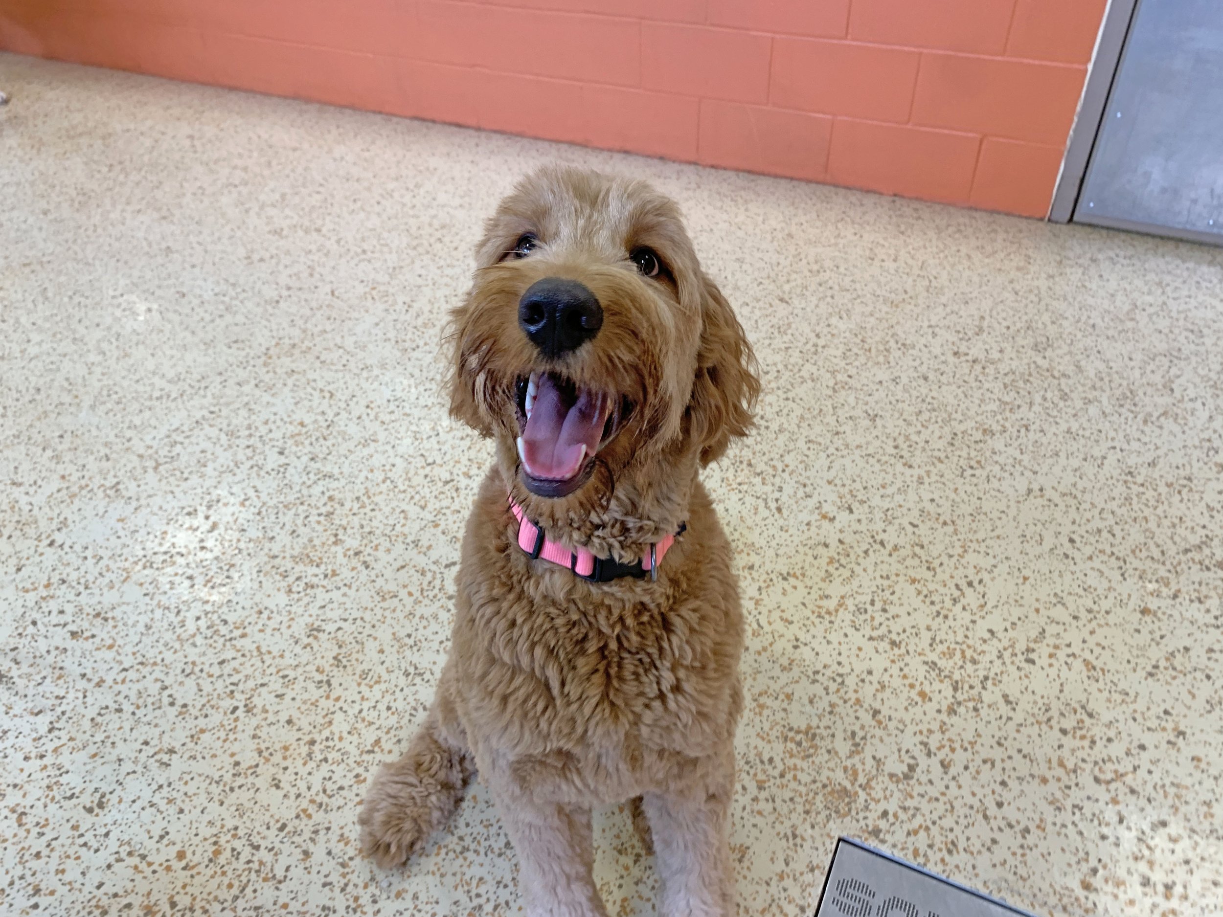 Happy Hounds Hotel | Experience Quality Dog Care Today