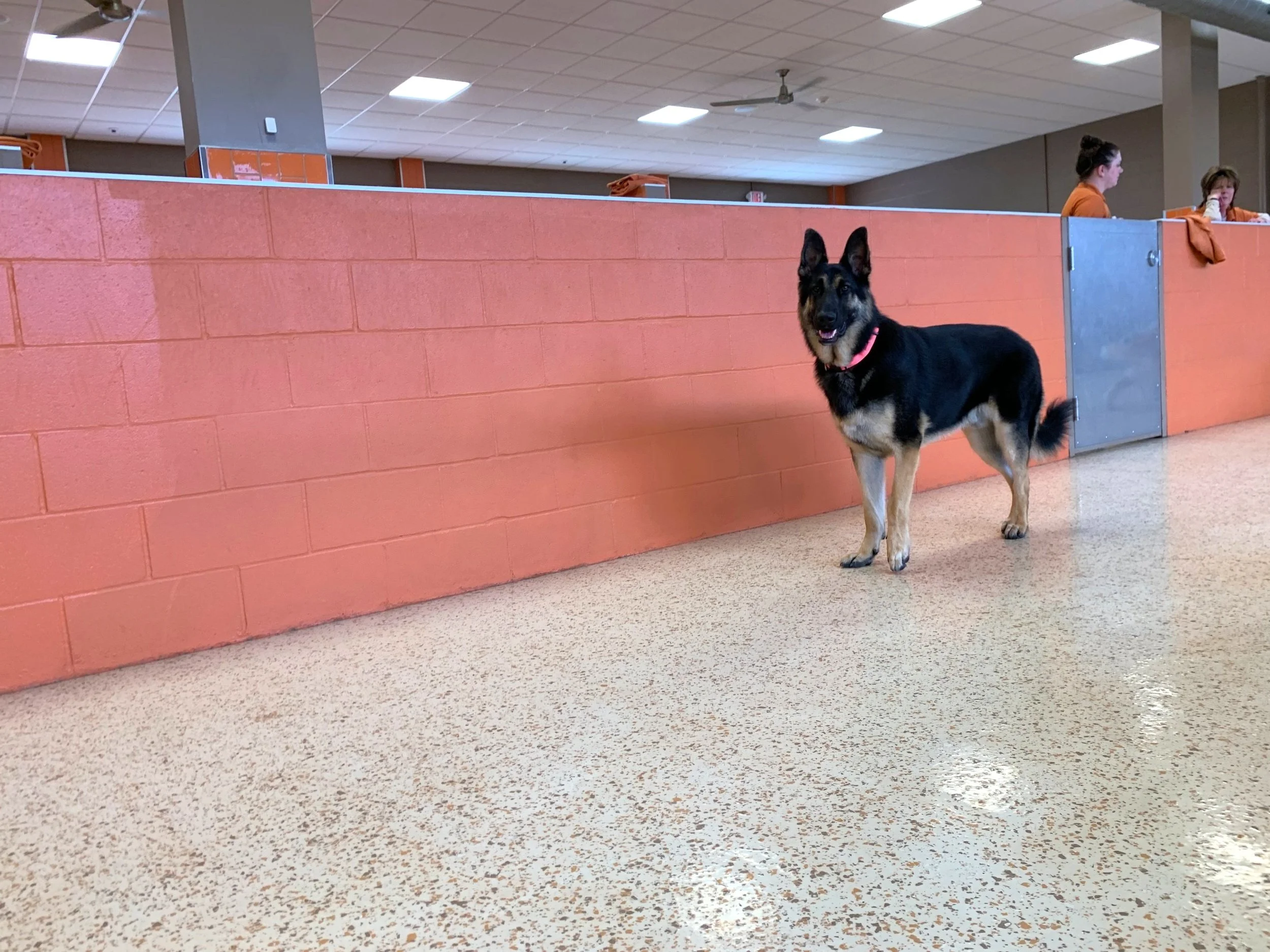 Happy Hounds Hotel | Experience Quality Dog Care Today