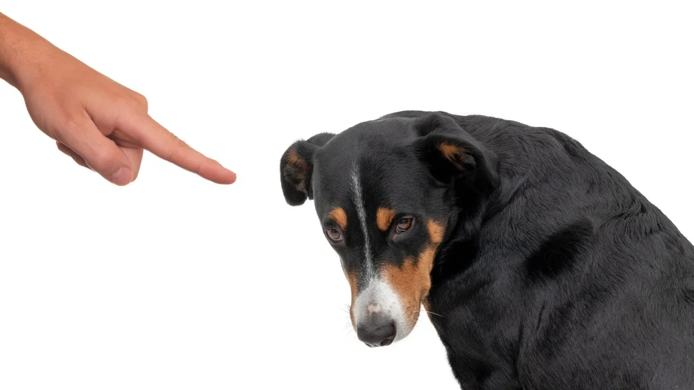 The Pitfalls of Incorrect Dog Training: A Comprehensive Guide — Happy ...