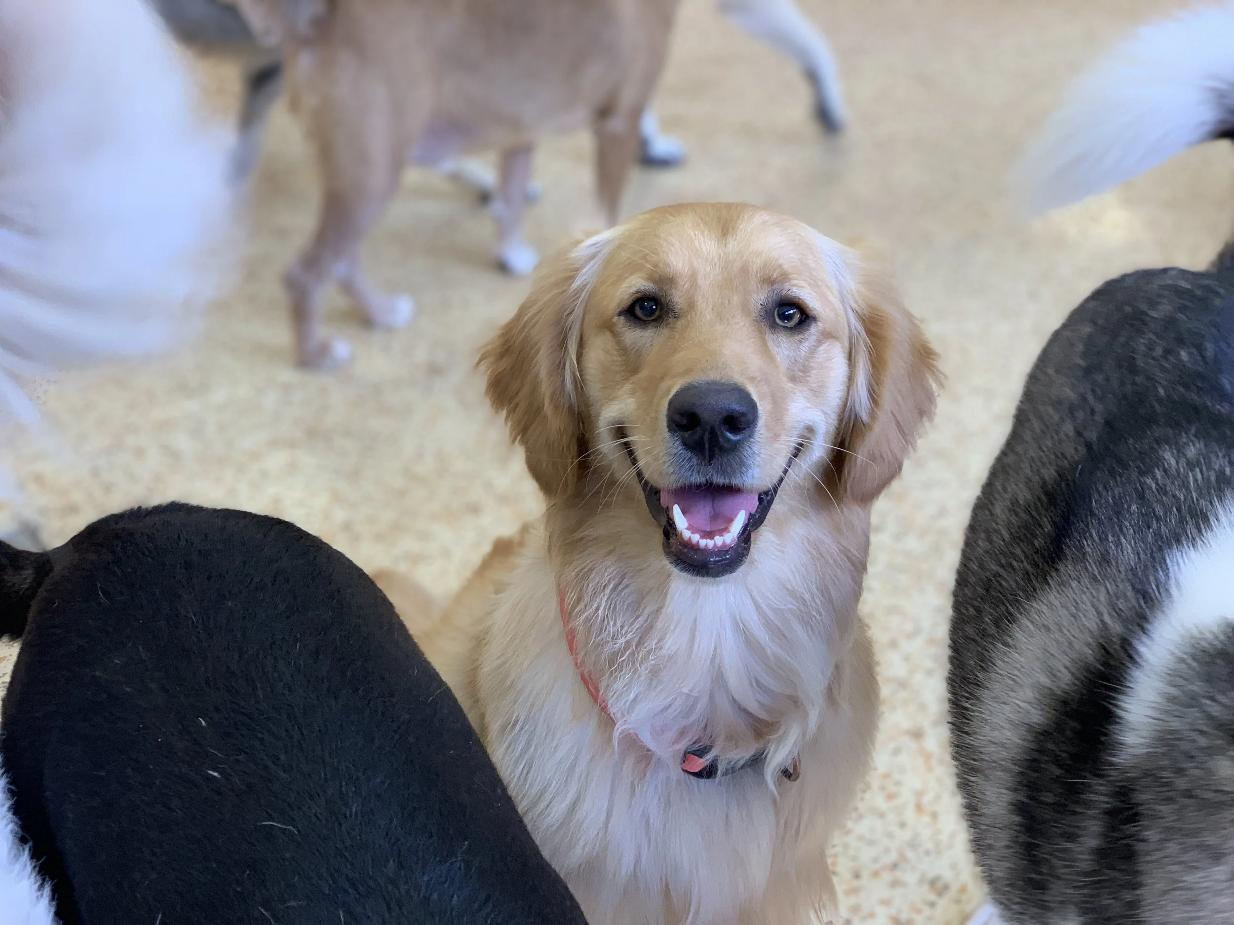 Happy Hounds Hotel | Experience Quality Dog Care Today