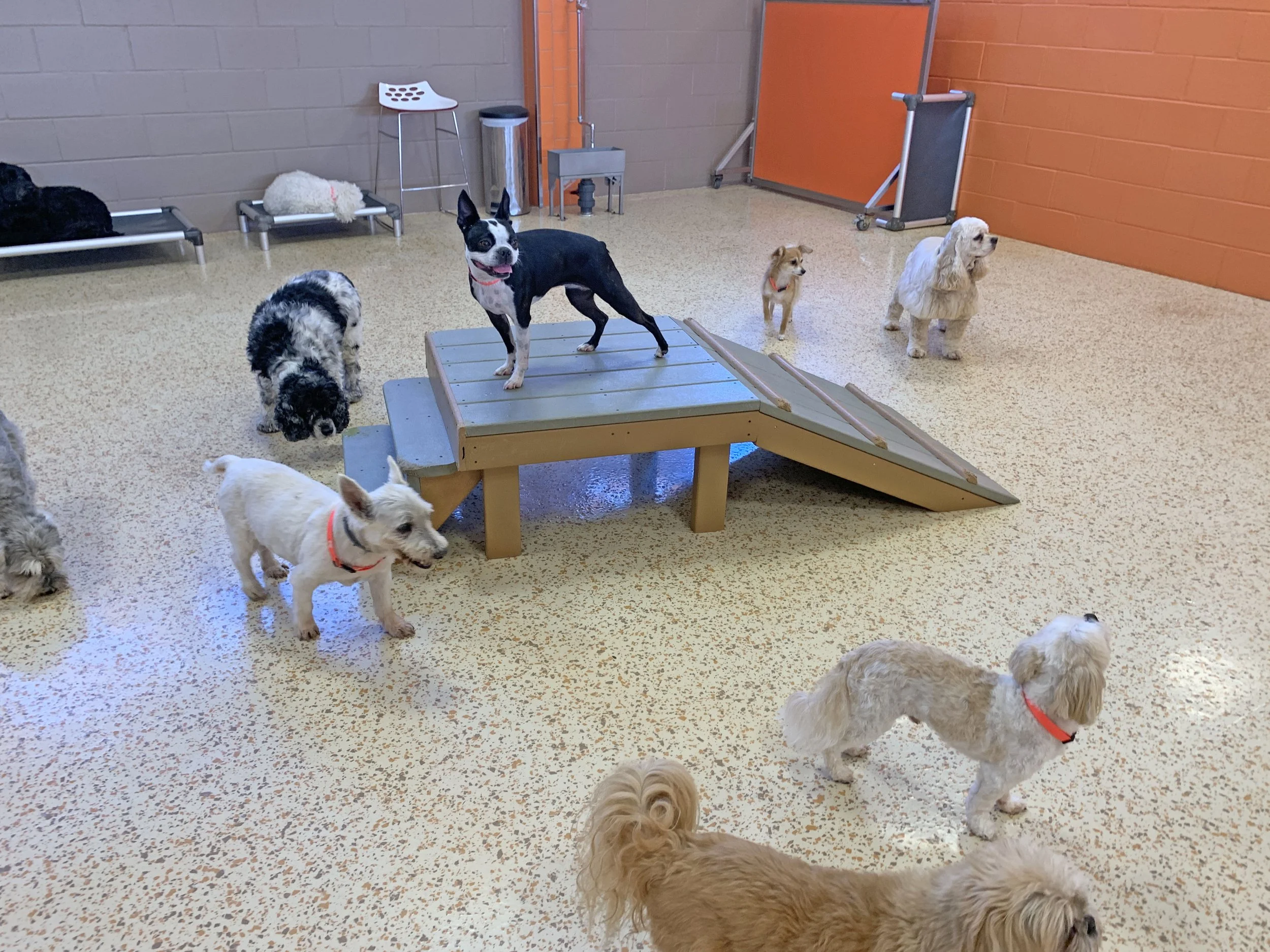 Happy Hounds Hotel | Experience Quality Dog Care Today