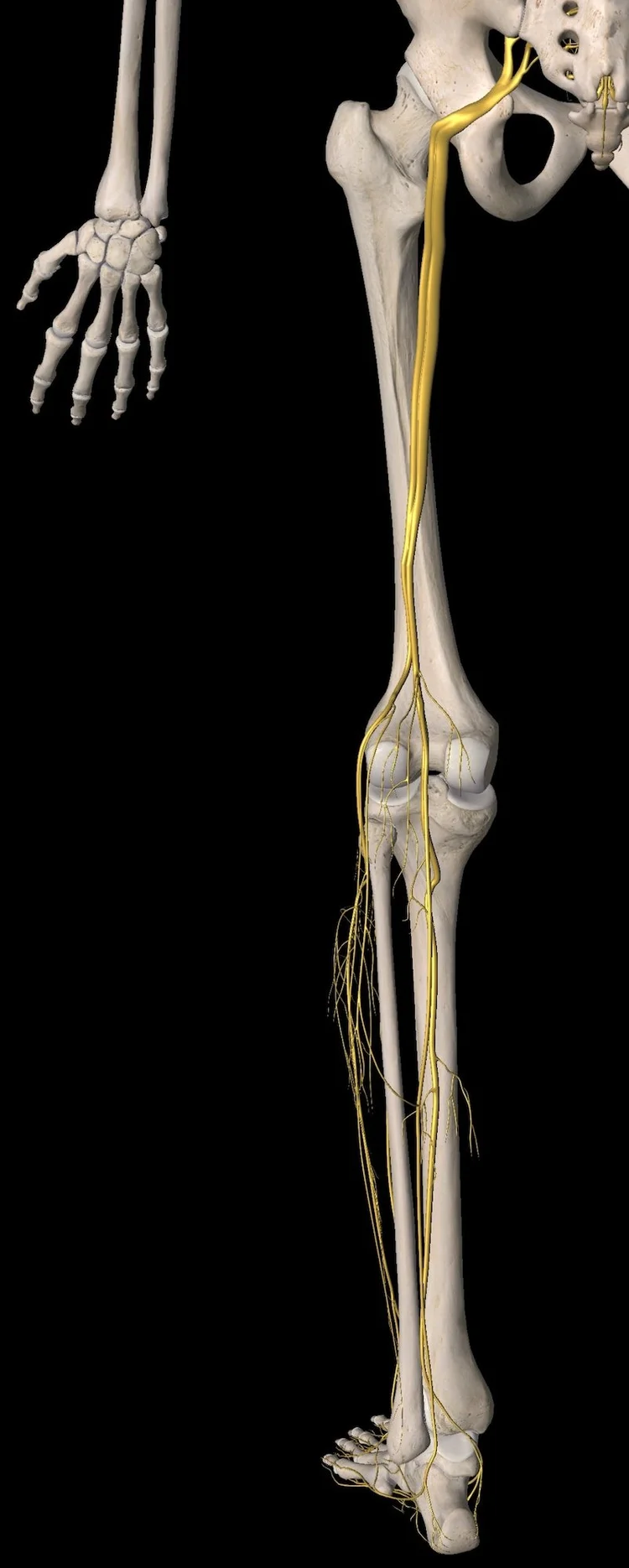 Low Back Pain When Running? A Guide for Runners and How Physical ...