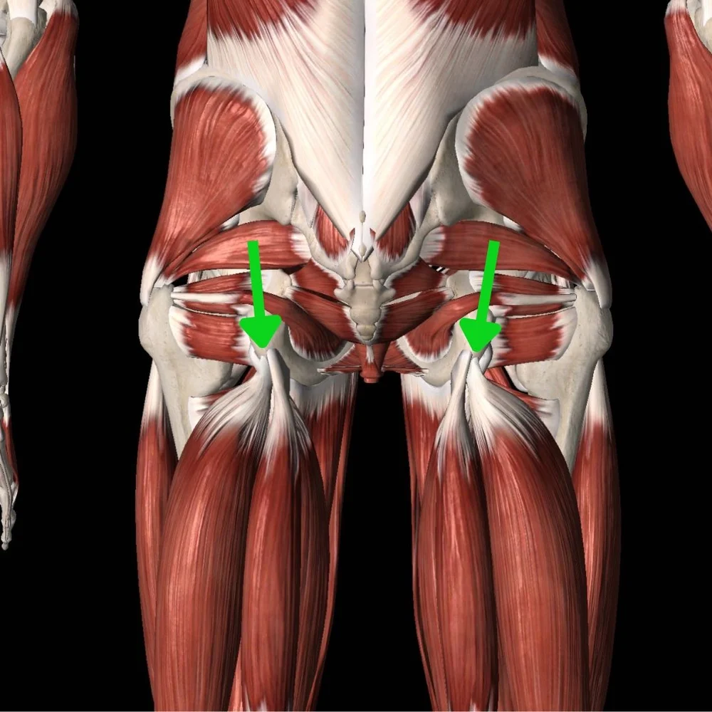 How to Treat Proximal Hamstring Tendinopathy - The Game Plan Physical ...