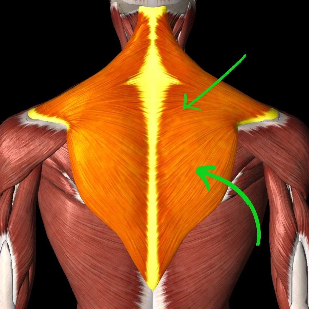 Physical Therapy for Tennis Elbow - The Game Plan Physical Therapy