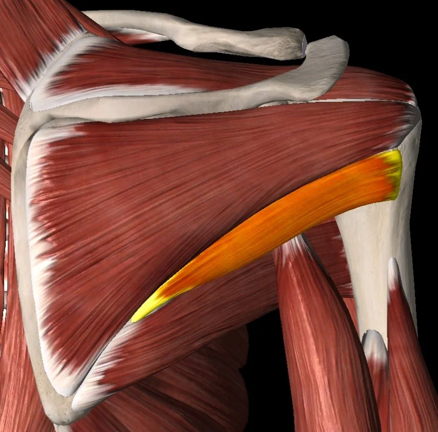 Physical Therapy for Tennis Elbow - The Game Plan Physical Therapy
