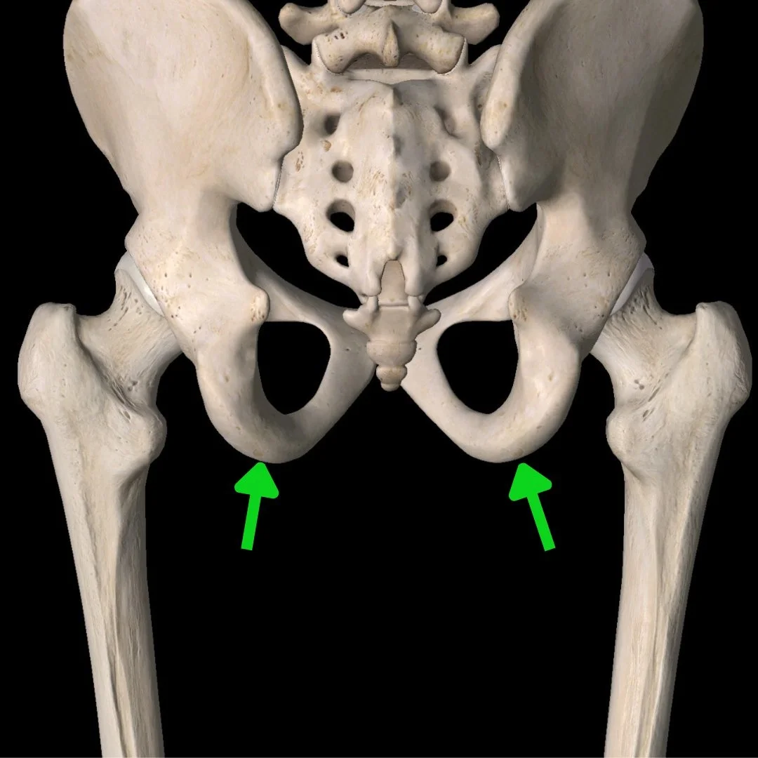 How to Treat Proximal Hamstring Tendinopathy - The Game Plan Physical ...