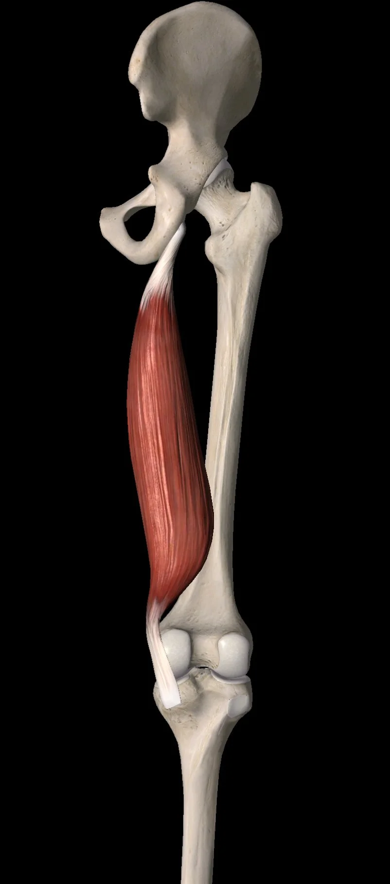 Hamstring Strain Physical Therapy - The Game Plan Physical Therapy