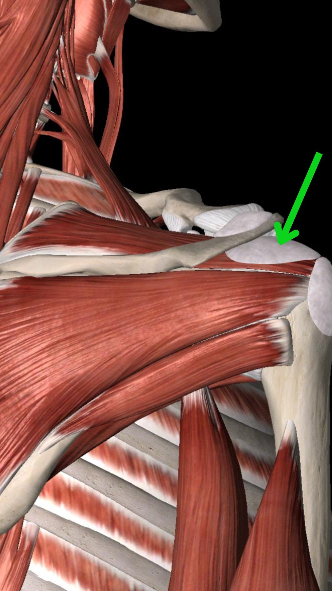 Shoulder Impingement Exercises - The Game Plan Physical Therapy