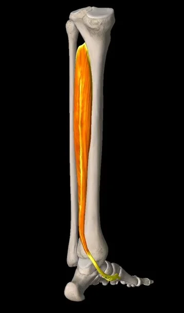 Physical Therapy for Posterior Tibial Tendon Dysfunction - The Game ...