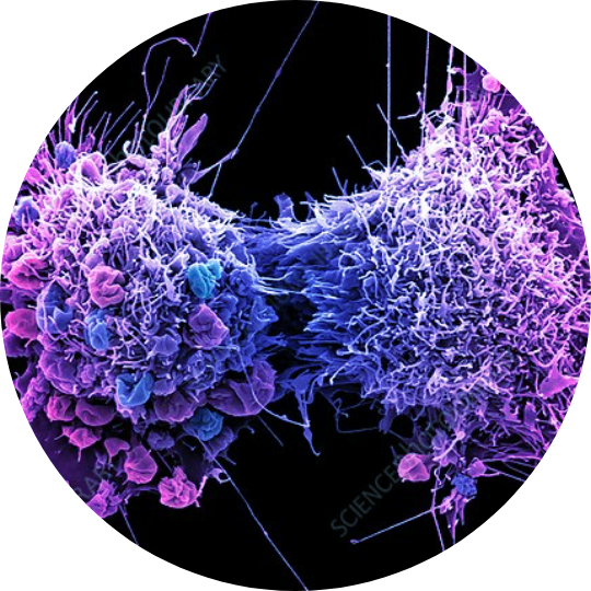 Immunitas