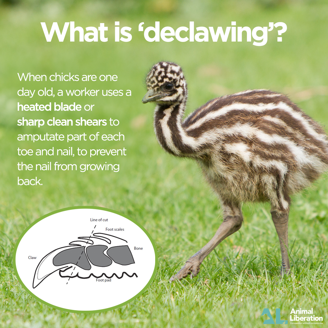 Emu farming — Defend The Wild