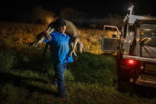 Kangaroo shooting — Defend The Wild