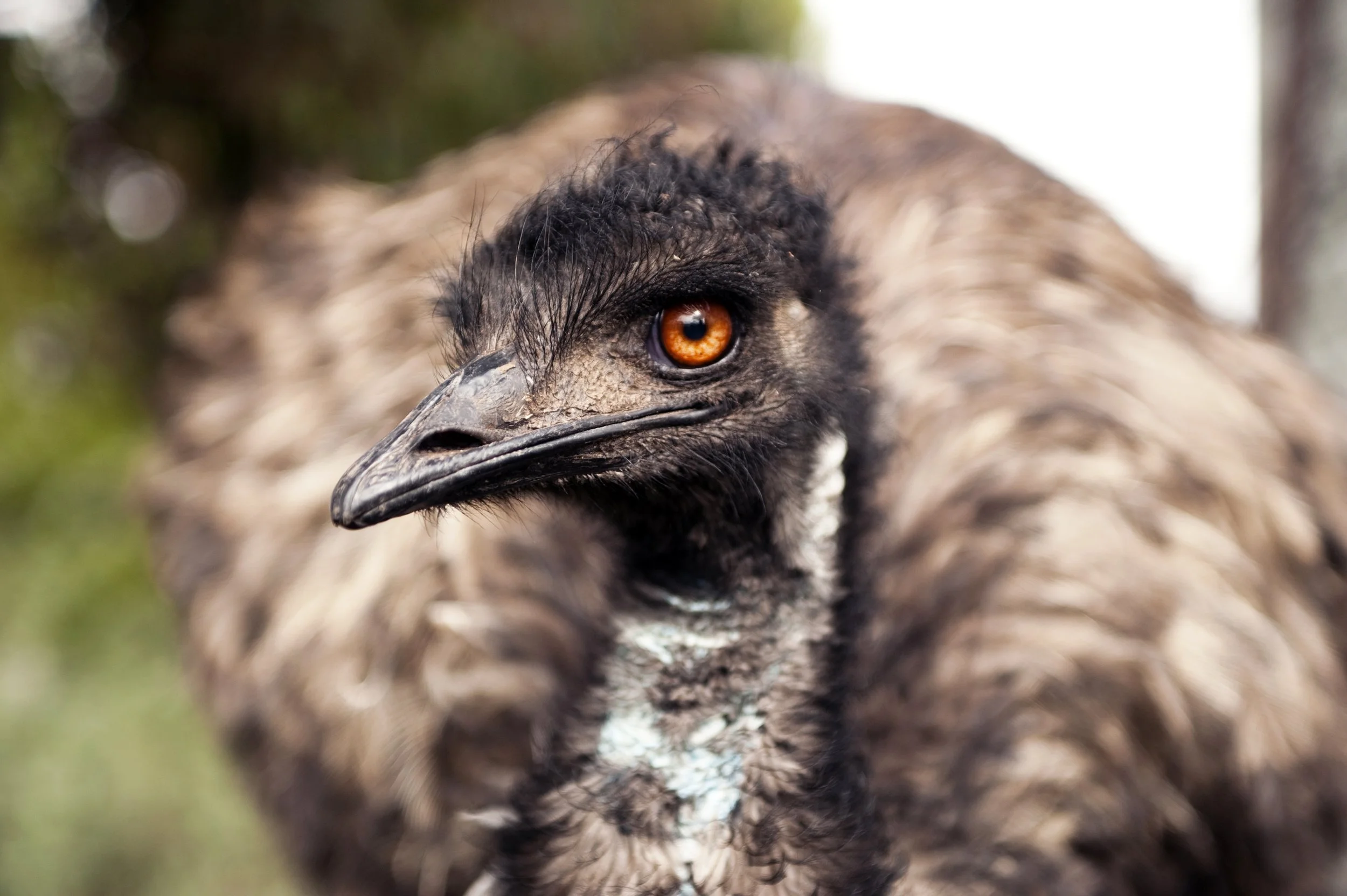 Emu farming — Defend The Wild