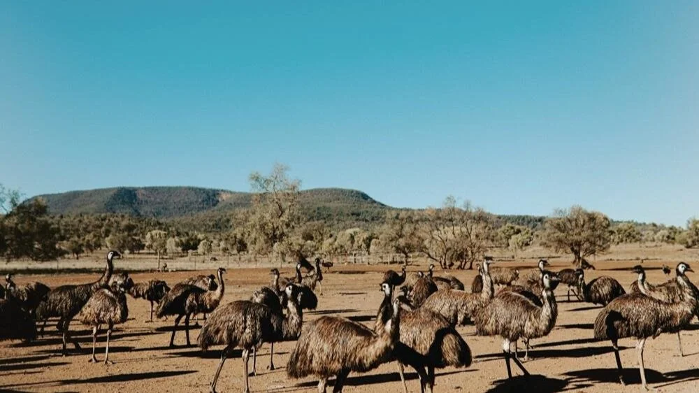 Emu farming — Defend The Wild