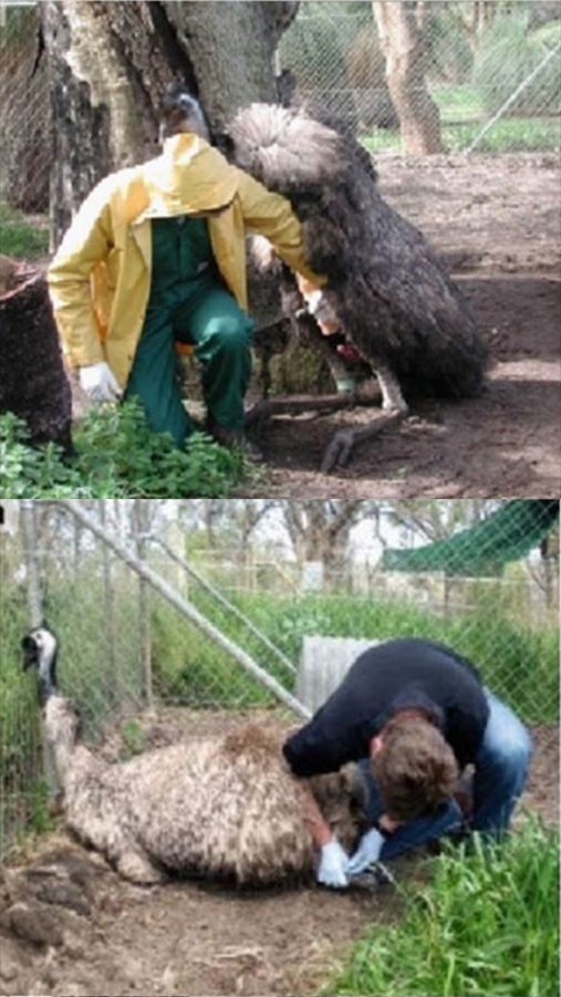 Emu farming — Defend The Wild