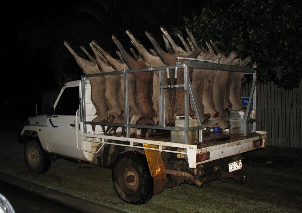 Kangaroo shooting — Defend The Wild