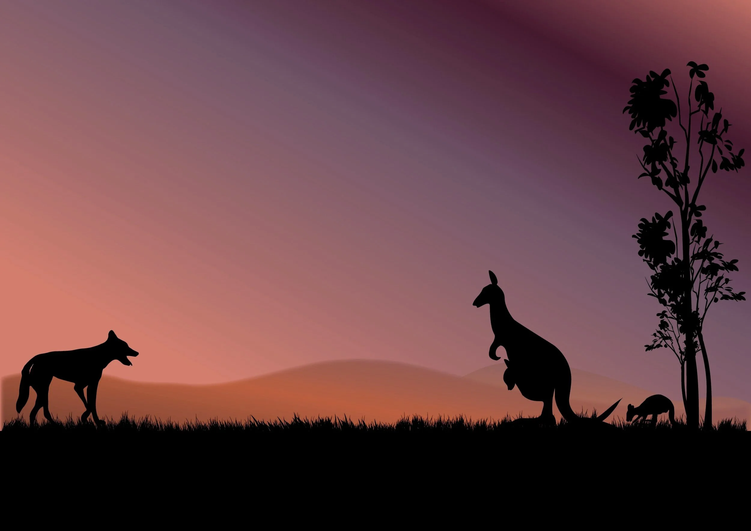 Kangaroo shooting — Defend The Wild