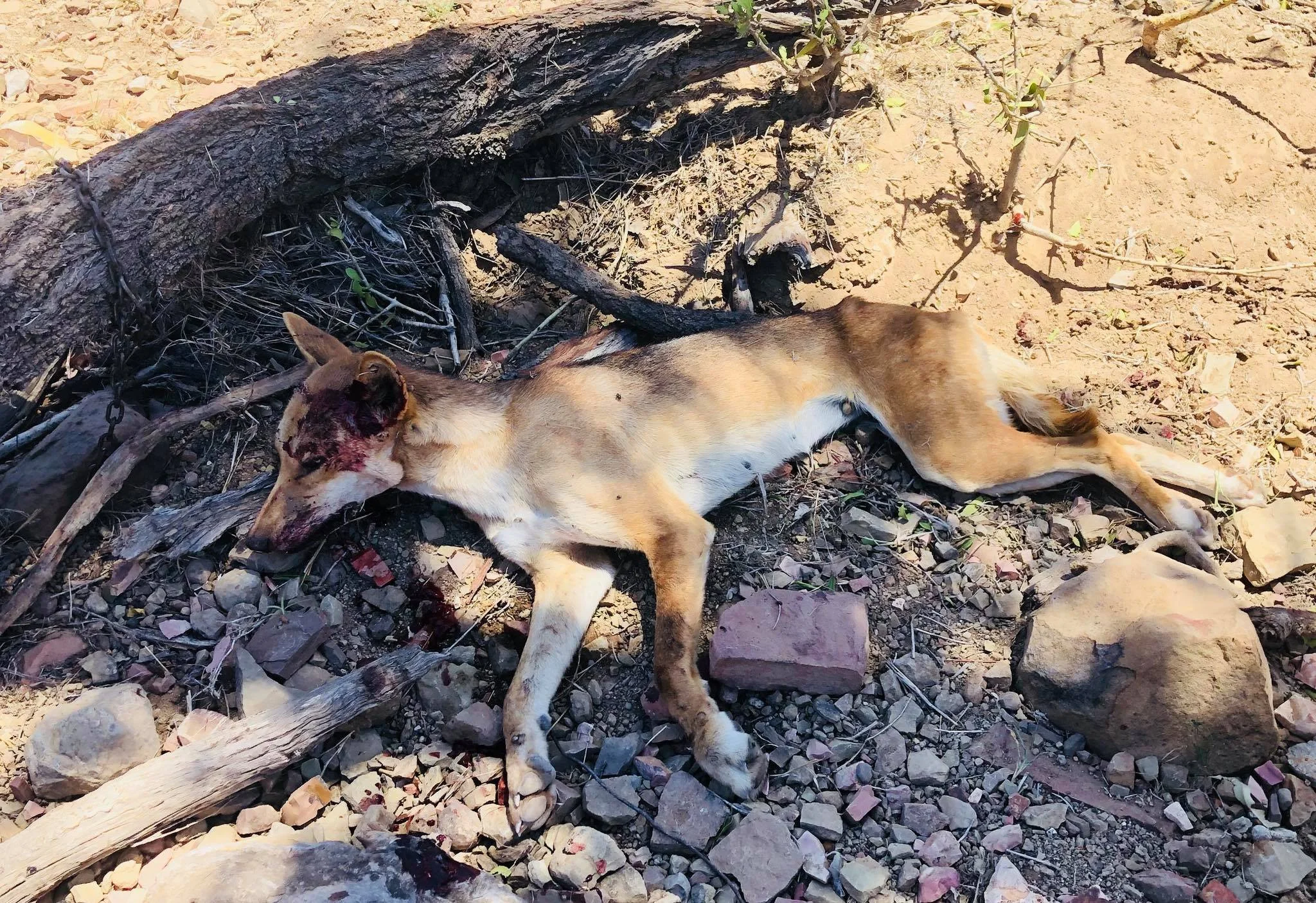 Dingo killing — Defend The Wild