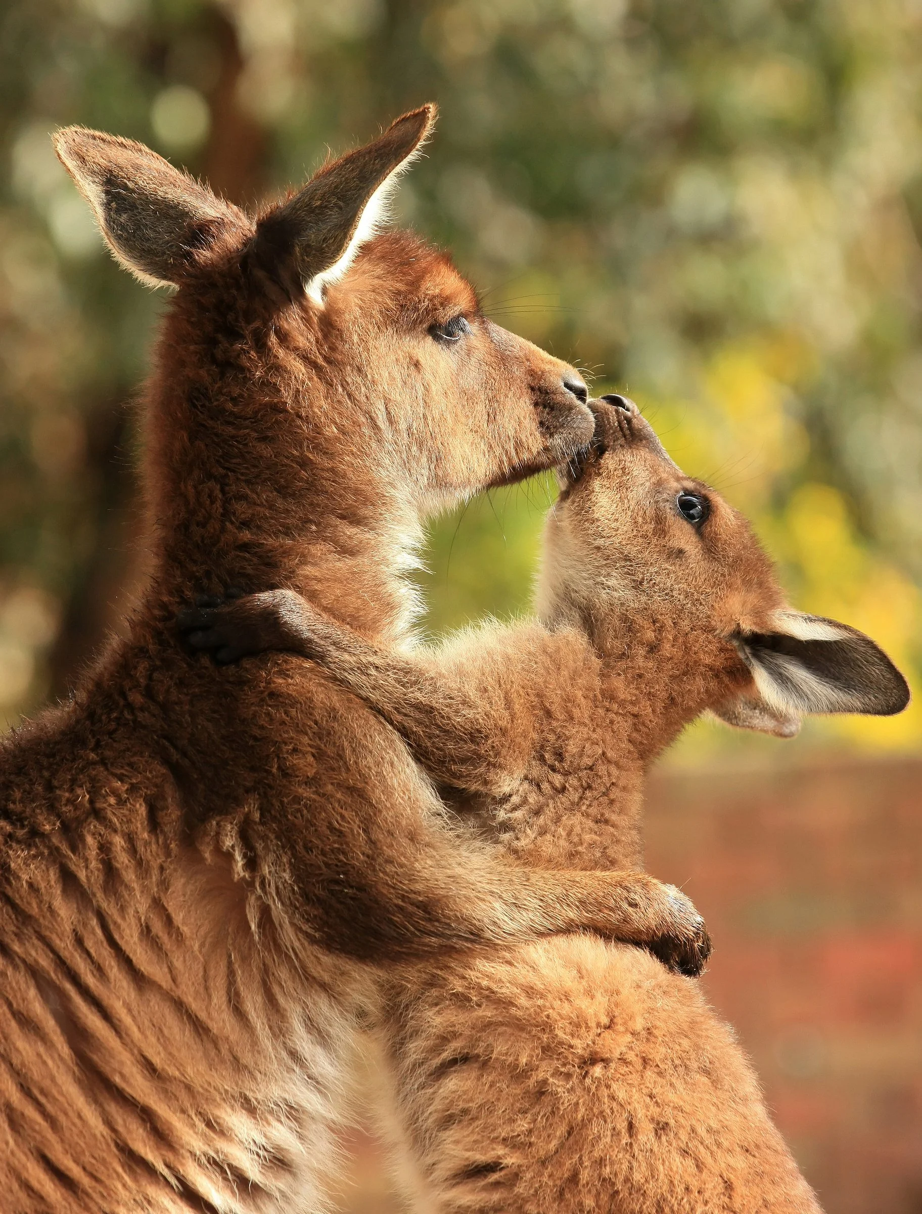 Kangaroo shooting — Defend The Wild