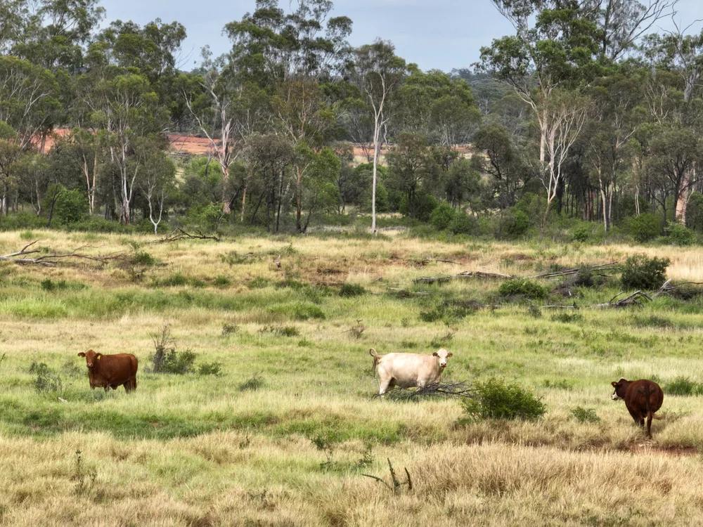 Habitat Destruction — Defend The Wild