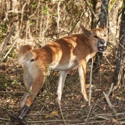 How Did The Dingo Become A Wild Animal