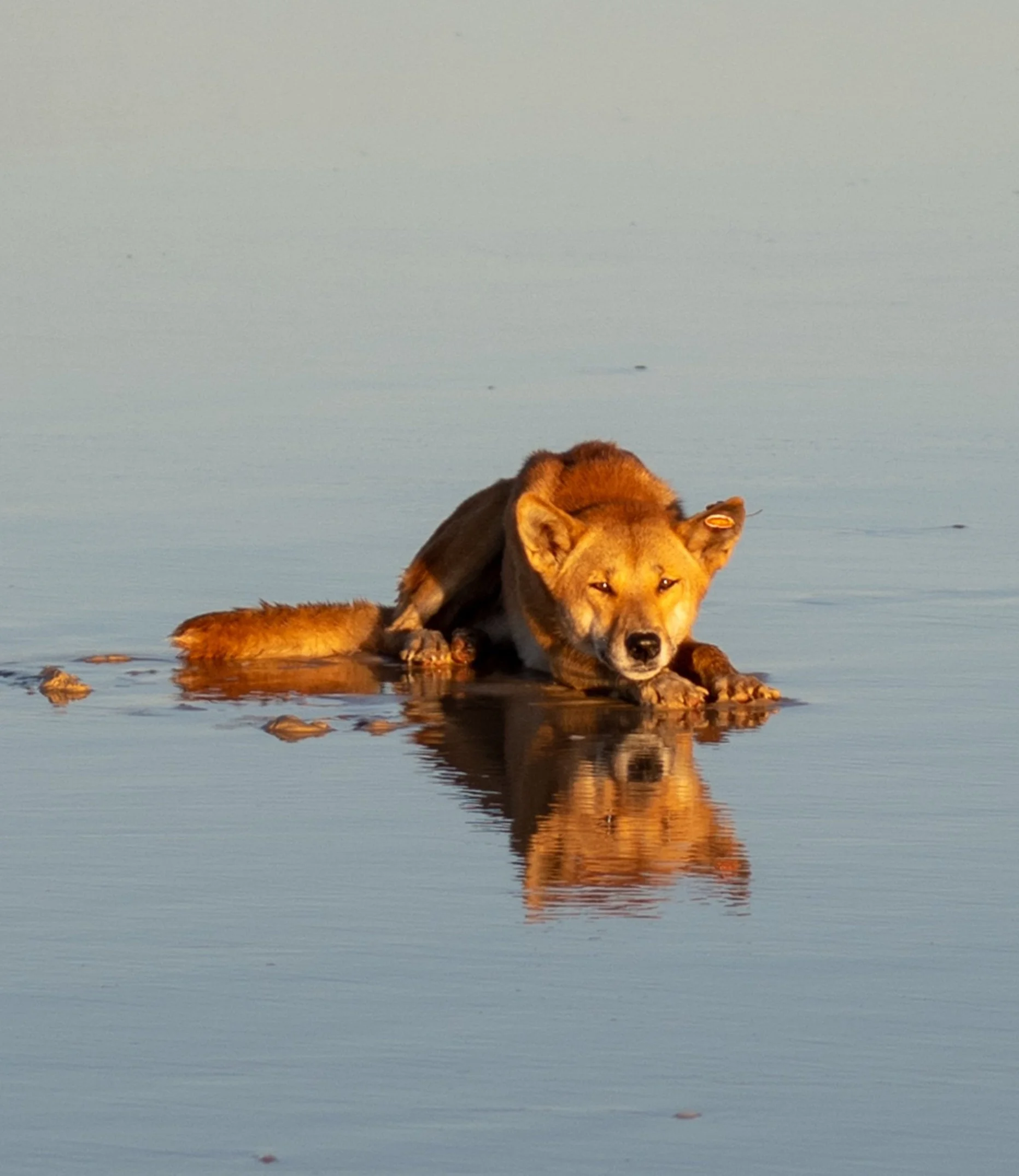 Donate — Defend The Wild