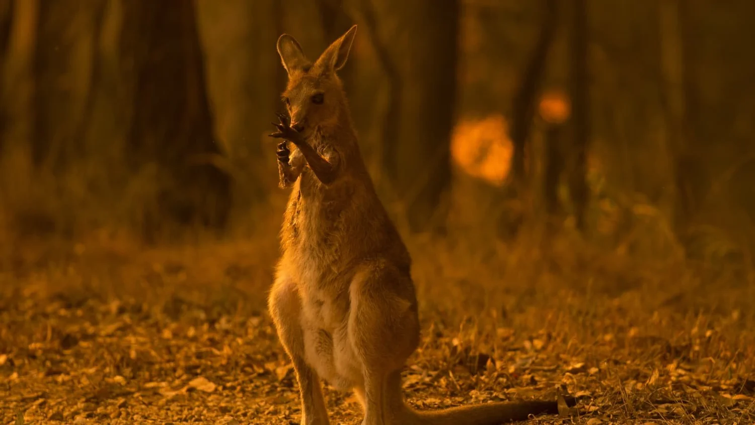 Kangaroo shooting — Defend The Wild
