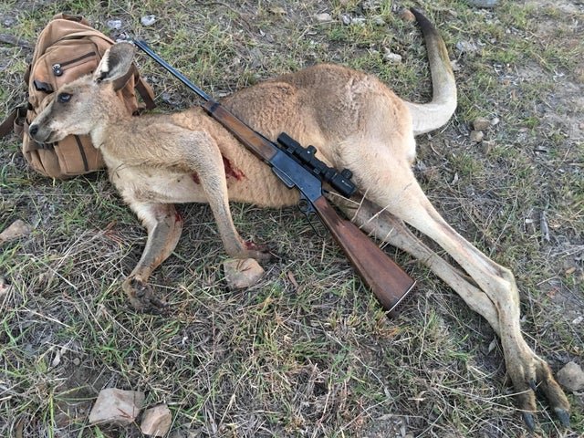 Kangaroo shooting — Defend The Wild