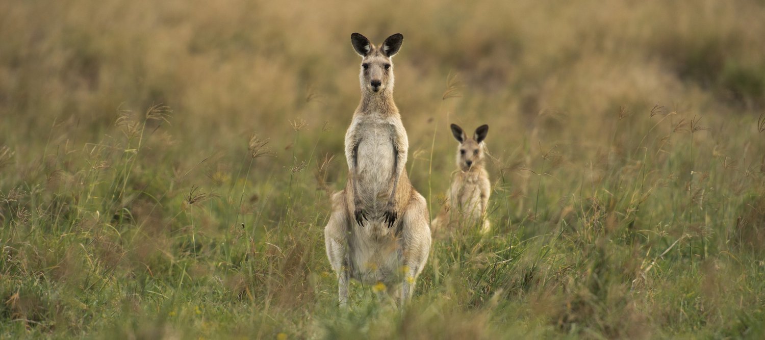 Kangaroo shooting — Defend The Wild